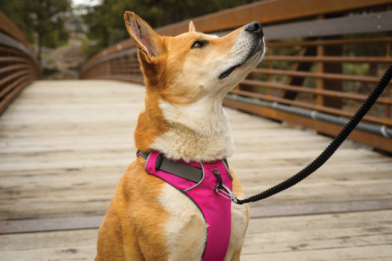 Ruffwear Front Range Comfortable Padded Outdoor Dog Harness | eBay Ruffwear Front Range Comfortable Padded Outdoor Dog Harness | eBay