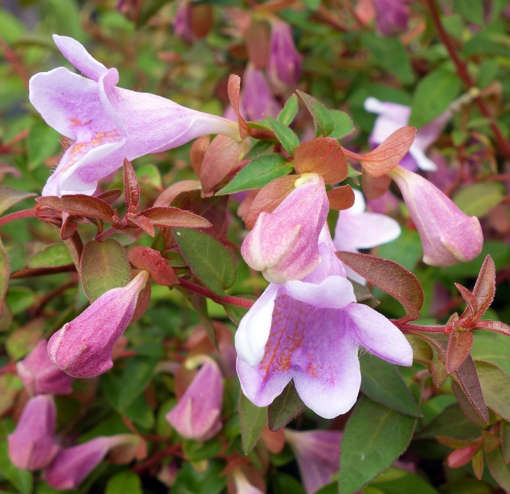 Pinky Bells ™ Abelia grandifolia- Lavender/Pink Blooms- Proven Winners ...