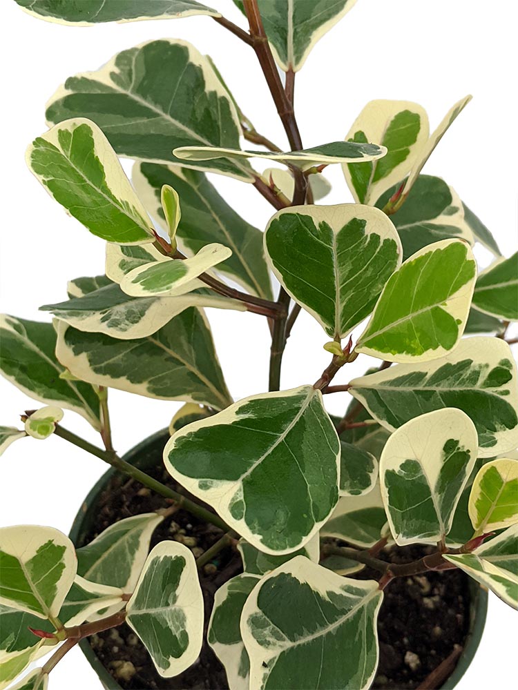 Hirt's Gardens TriadficusT Rare Variegated Triangle Weeping Fig - Ficus ...