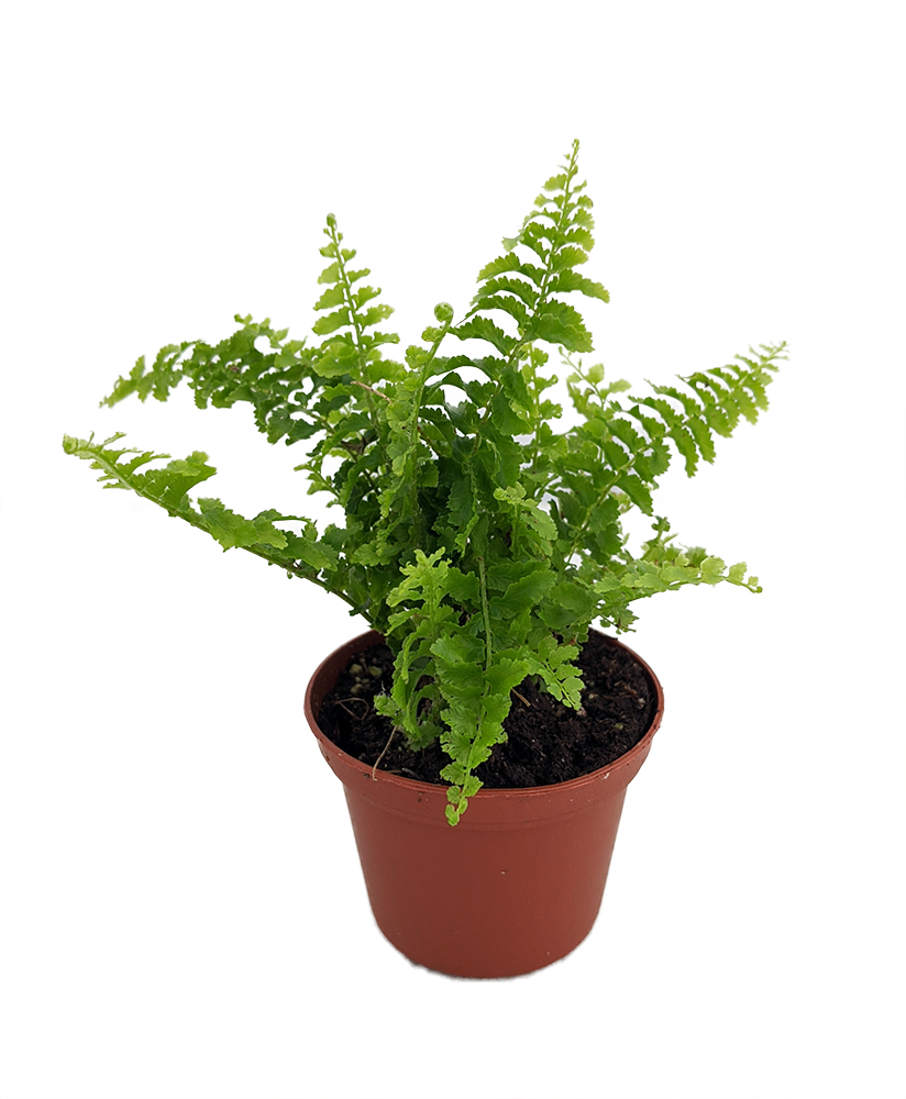 Hirt's Gardens GaryFernFR25 Fluffy Ruffles Fern - Nephrolepis exaltata ...