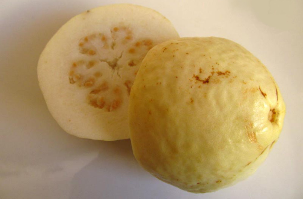 Peruvian White Guava Plant - Psidium guajava - 4" Pot | eBay