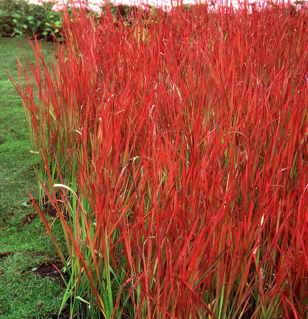 Ornamental Grass Japanese Blood Grass at Daniel Parish blog