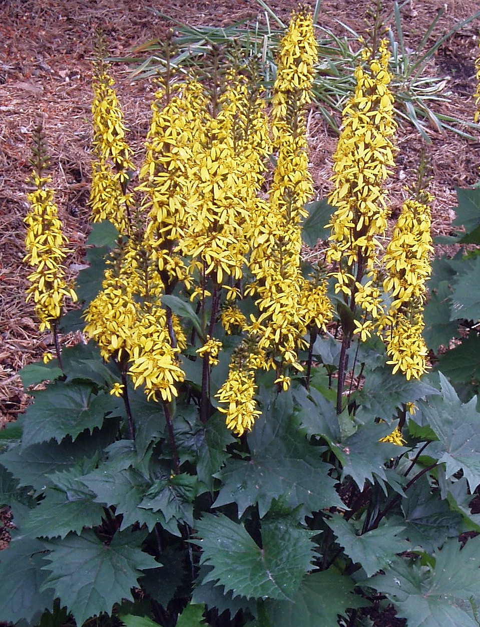 Bottle Rocket Ligularia - Sun/Shade - Gallon Pot - The Leopard Plant | eBay