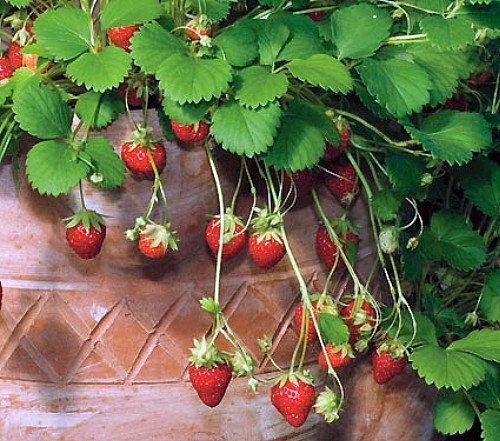 Mara Des Bois French Everbearing Strawberry 50 Plants - BEST FLAVOR ...