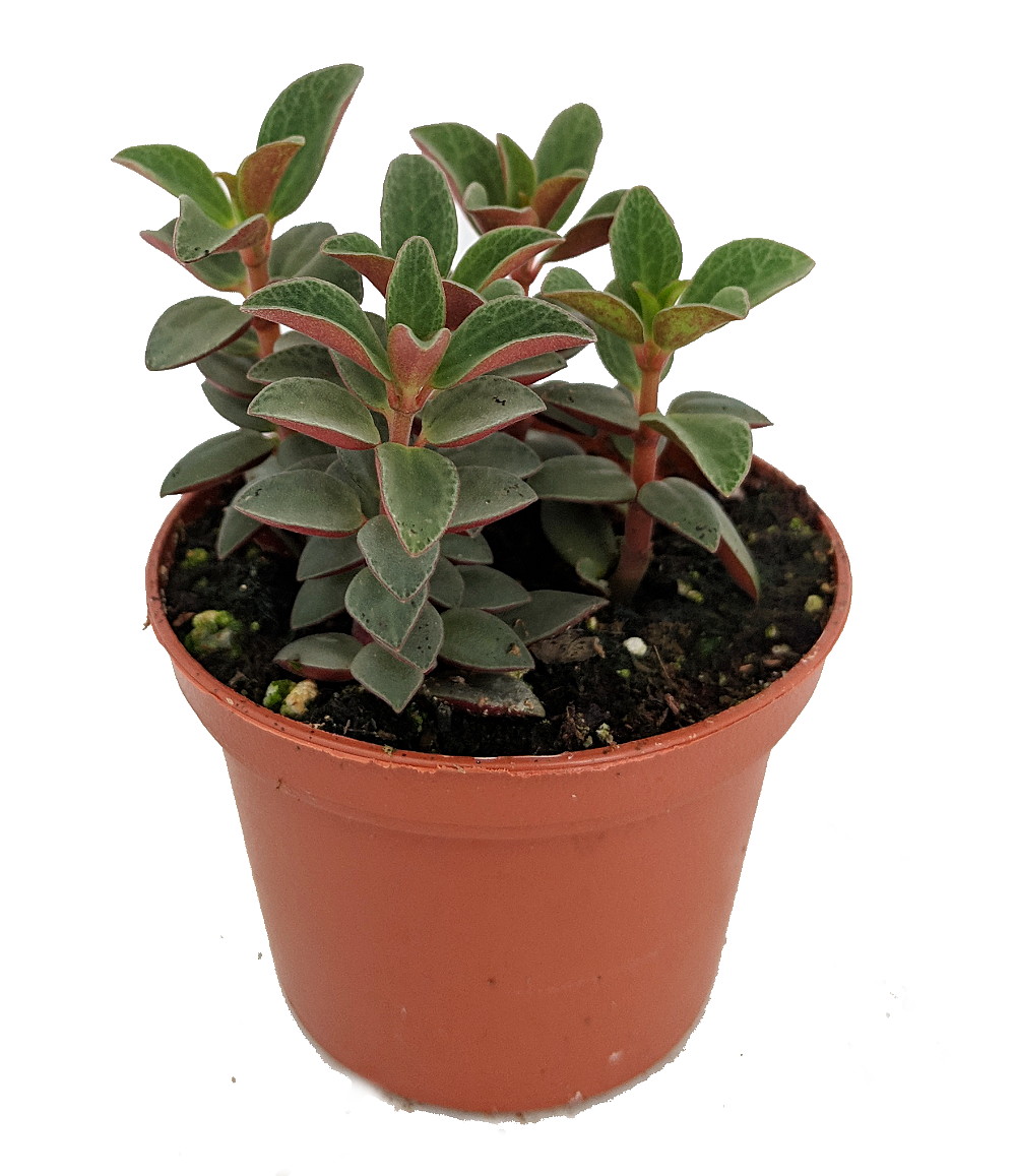 Hirt's Gardens GaryPeperomiaRubella Red Trailing Peperomia rubella - 2. ...
