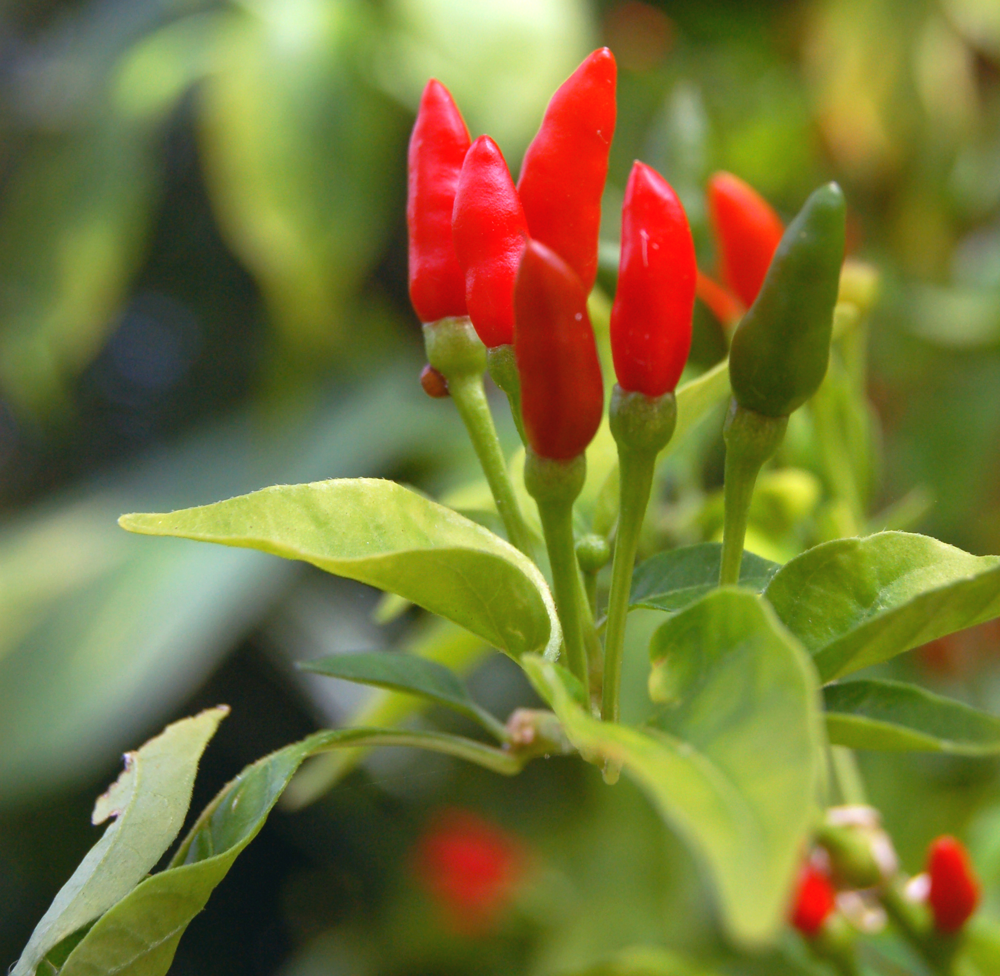 Thai Hot Pepper 50 Seeds GARDEN FRESH PACK EBay thai-hot-pepper-50-seeds-garden-fresh-pack-ebay