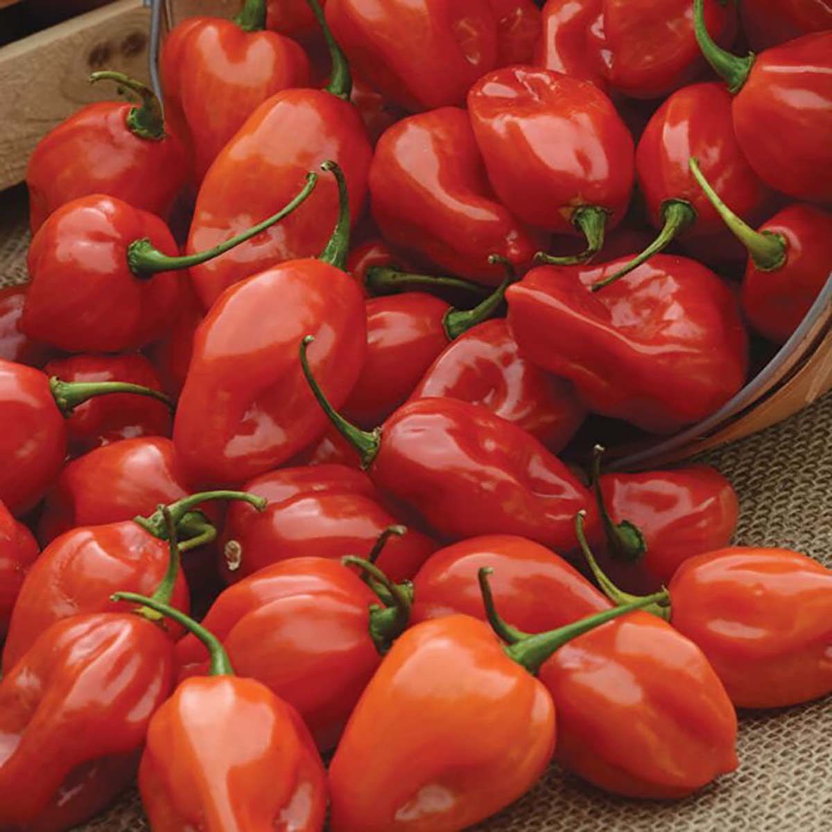 Hirt's Gardens PrimeroRedpep Primero Red Habanero Pepper Plant - 3.5" Pot