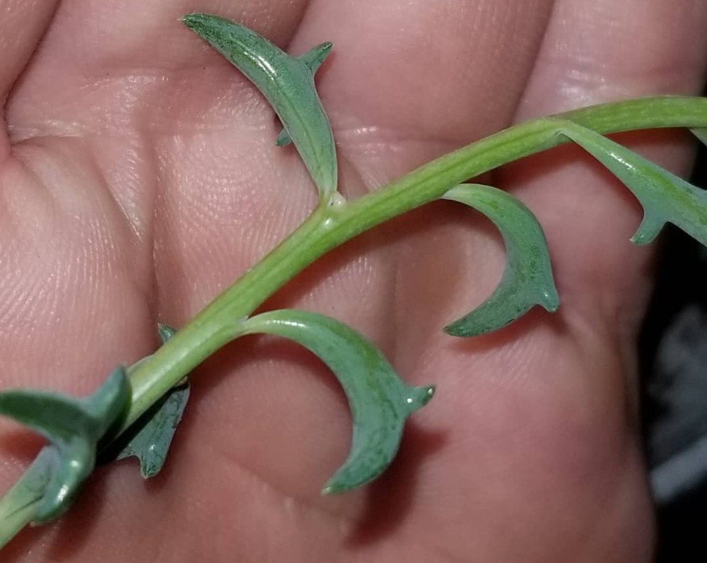 RARE - String of Dolphins Succulent - Senecio peregrinus -Easy to Grow ...