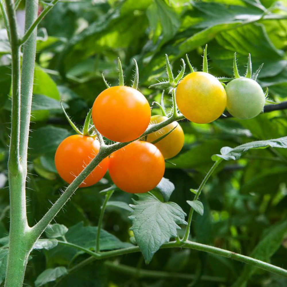 Hirt's Gardens HirtSunSugTom Sunsugar Tomato Plant - Sweetest Tomato in ...