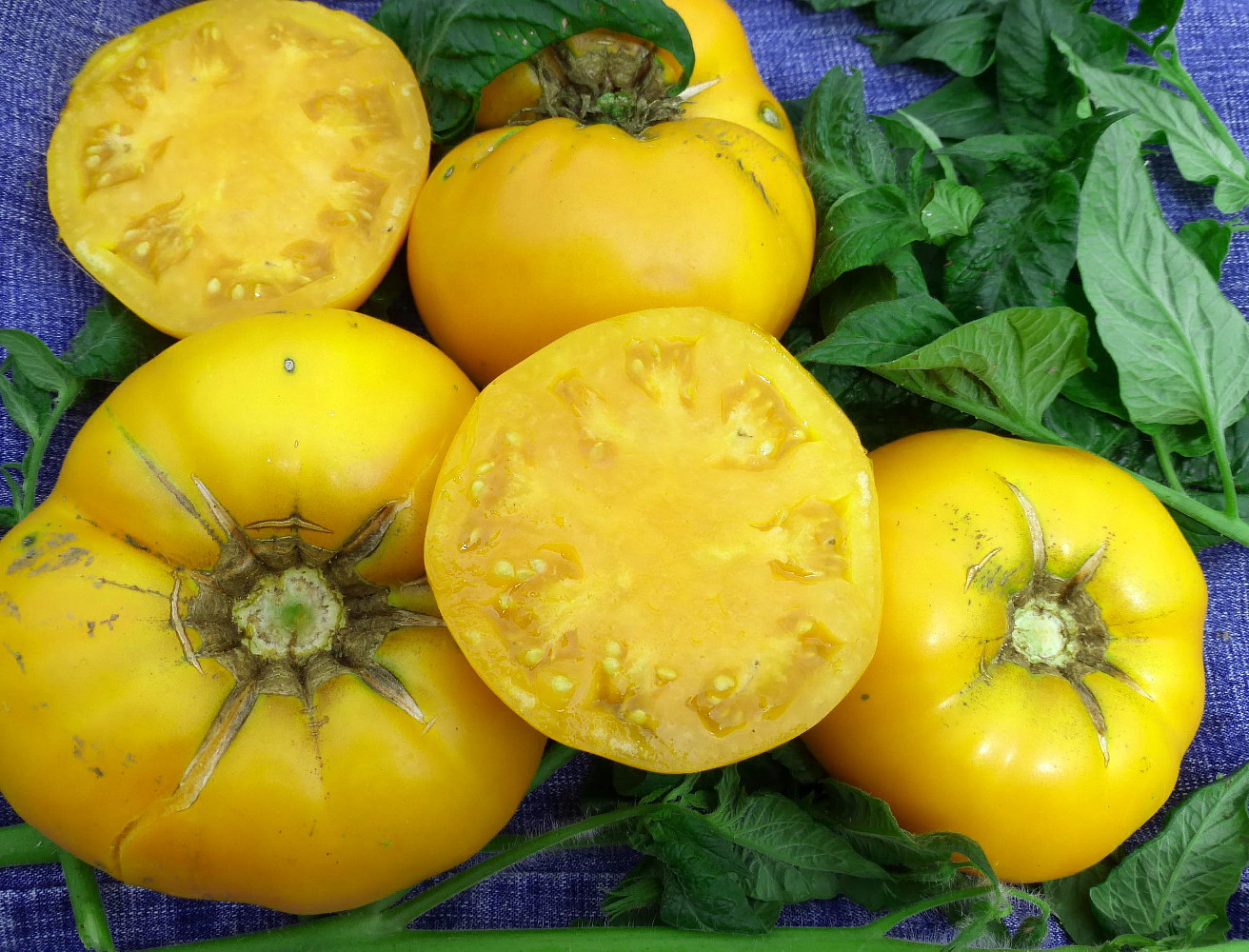 Yellow Tomatoes Varieties