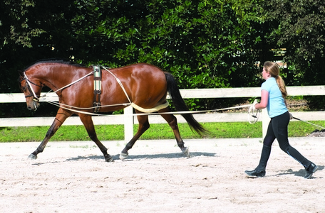 Camelot Training Surcingle- Horse Tack