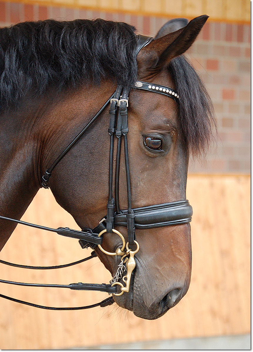 Dy'on Large Crank Double Bridle- Dressage Bridles