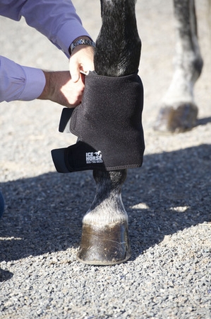 Find the Ice Horse Tendon Boot, single boot, for cold or heat therapy ...
