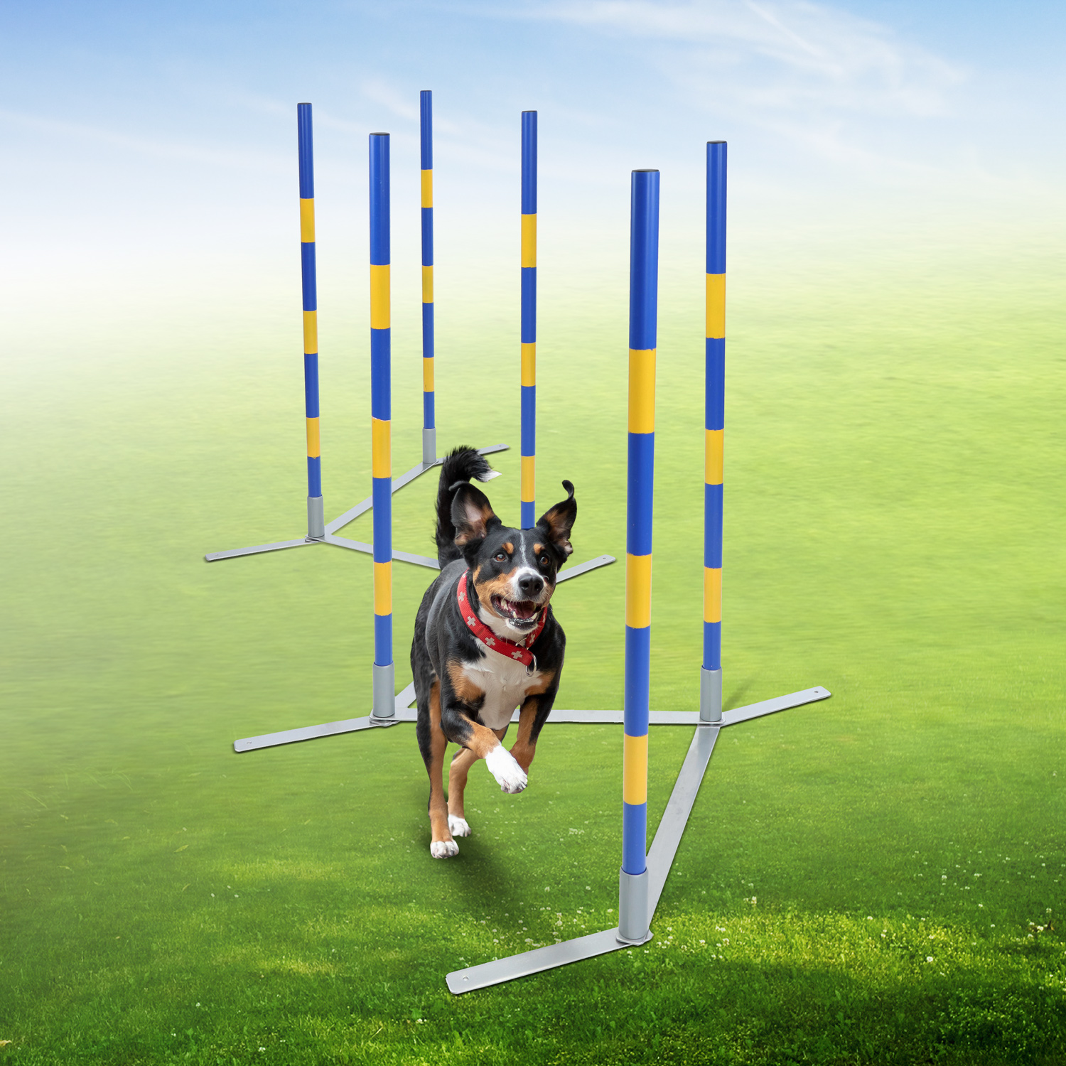 MIMU Chien AGILITY Entra nement quipement Chien Tissage Polonais MIMU Chien AGILITY Entra nement quipement Chien Tissage Polonais