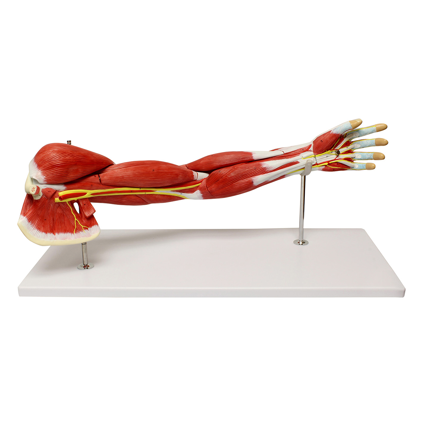 Human Arm Anatomy Muscle